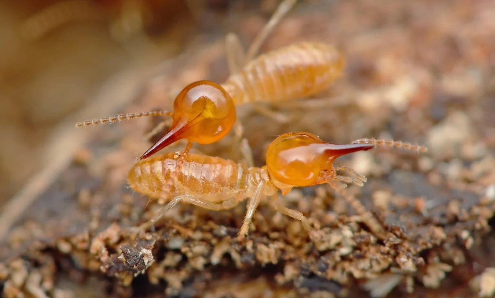 Expectations vs. Reality in Termites - Truly Blog
