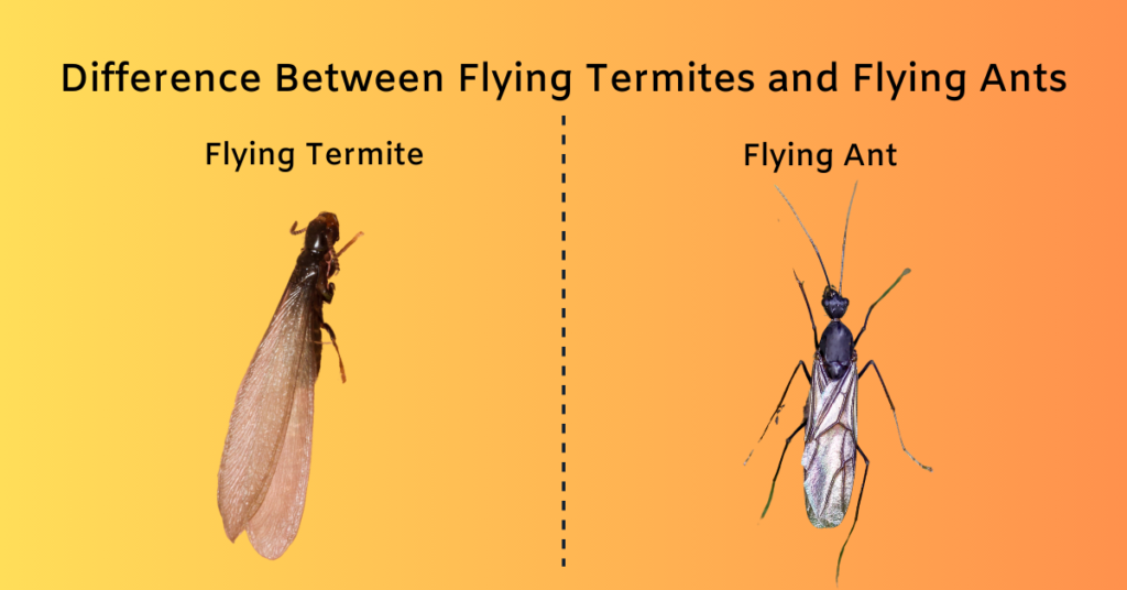 How to Get Rid of Flying Termites: 5 Effective Solutions - Truly Blog