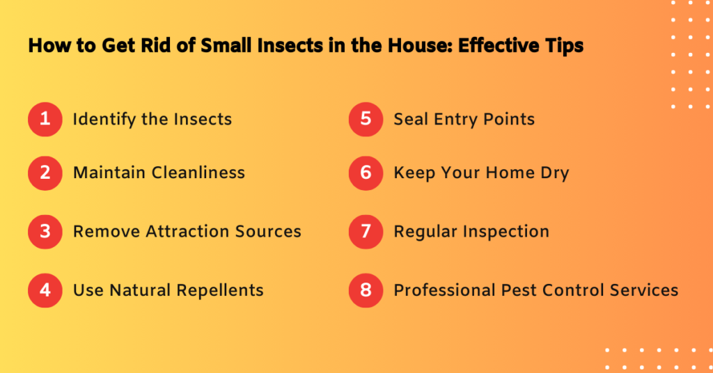 How to Get Rid of Small Insects in the House: 8 Effective Tips - Truly Blog