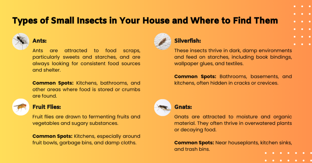 How to Get Rid of Small Insects in the House: 8 Effective Tips - Truly Blog