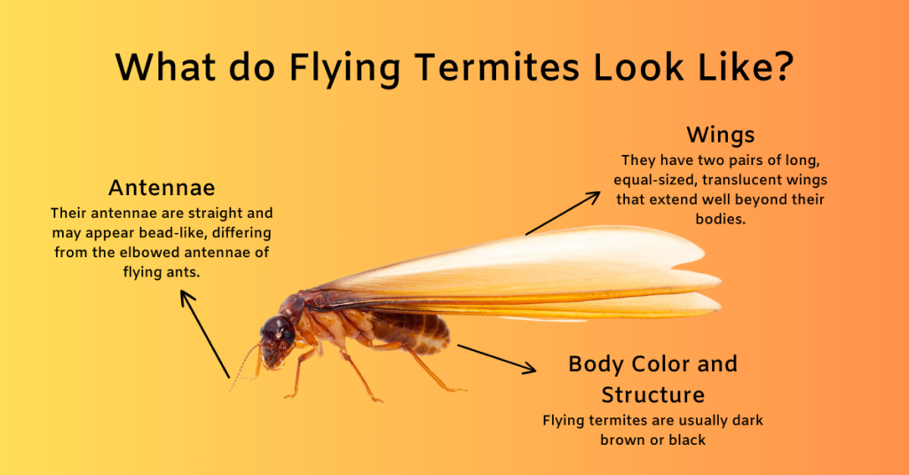 How to Get Rid of Flying Termites: 5 Effective Solutions - Truly Blog