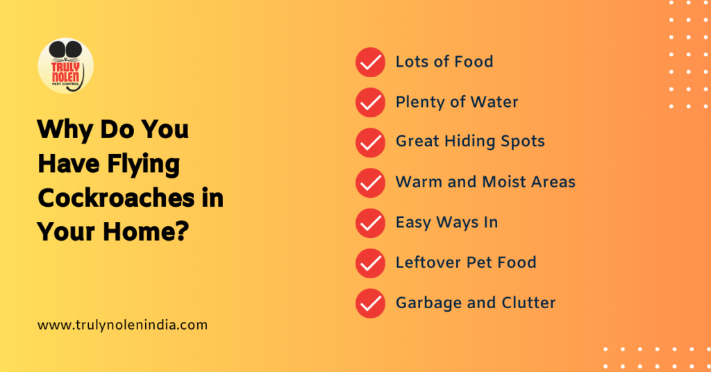 How to Get Rid of Flying Cockroaches: 5 Proven Methods - Truly Blog