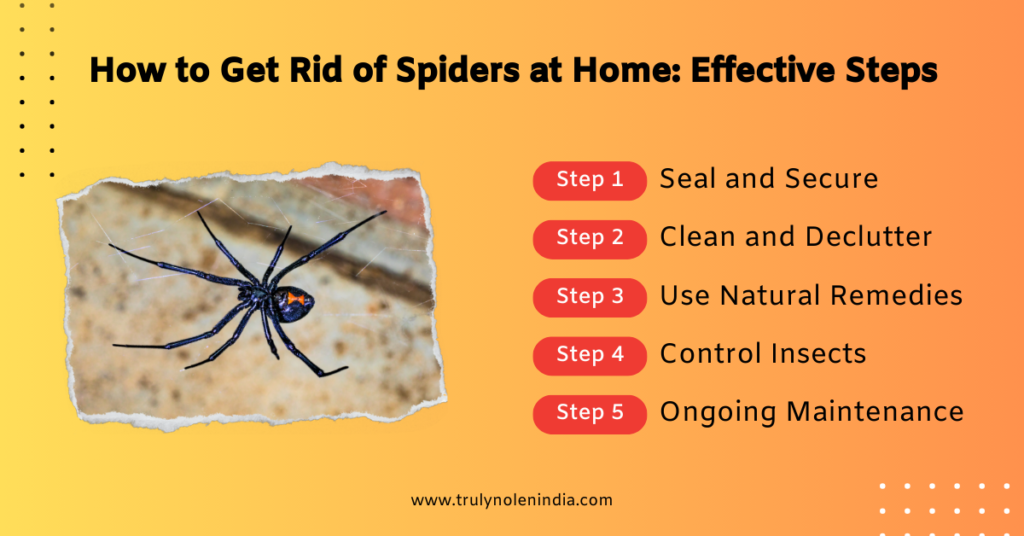 How to Get Rid of Spiders at Home? - Truly Blog