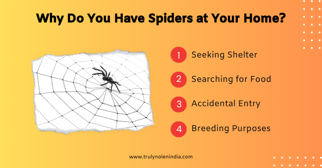 How to Get Rid of Spiders at Home? - Truly Blog